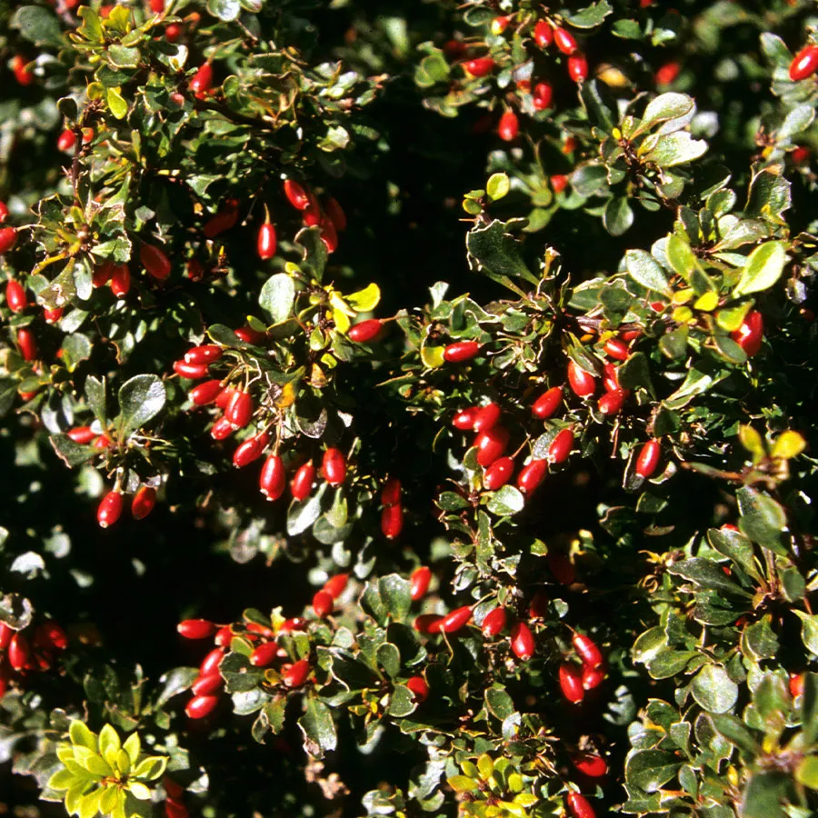 Invasive Japanese Barberry Replacements | Johnson's Nursery | KB