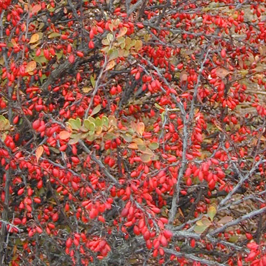 Invasive Japanese Barberry Replacements | Johnson's Nursery | KB