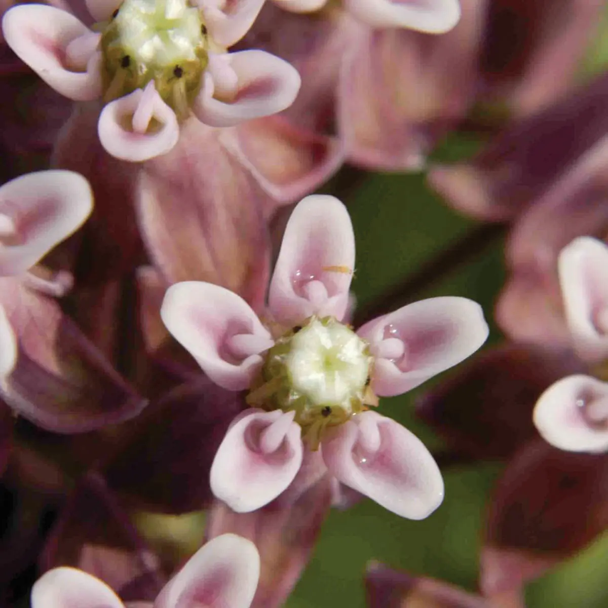Milkweed Comparison | Johnson's Nursery | KB