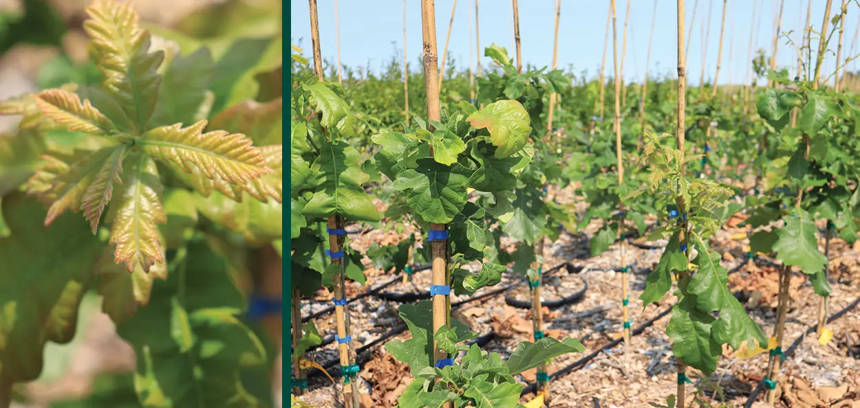 Rock Oak | Johnson's Nursery | KB