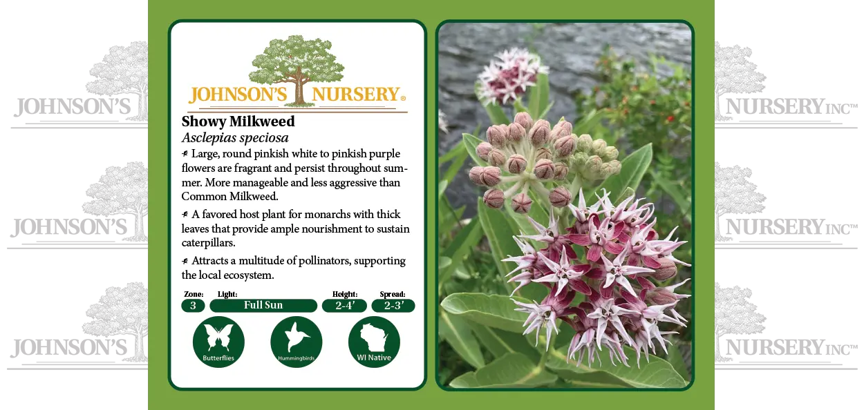 Showy Milkweed | Johnson's Nursery | KB