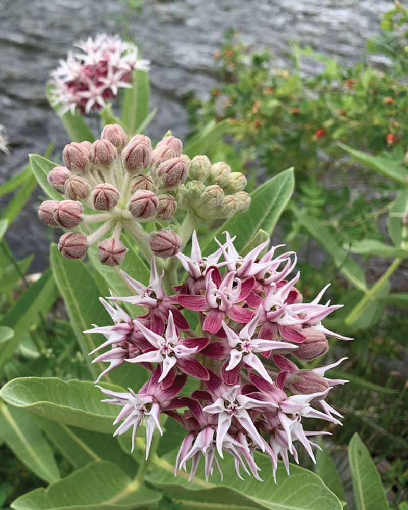 Showy Milkweed | Johnson's Nursery | KB