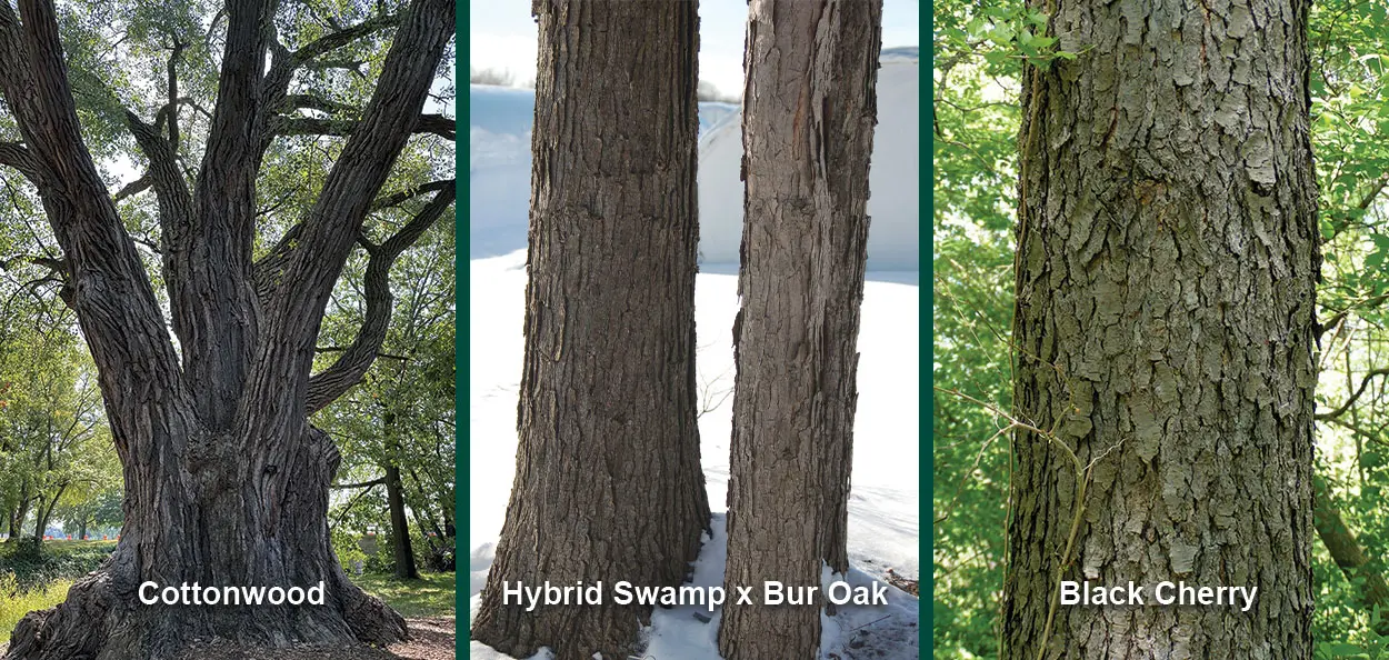 Beneficial Tree Bark From the Ground Up | Johnson's Nursery | KB