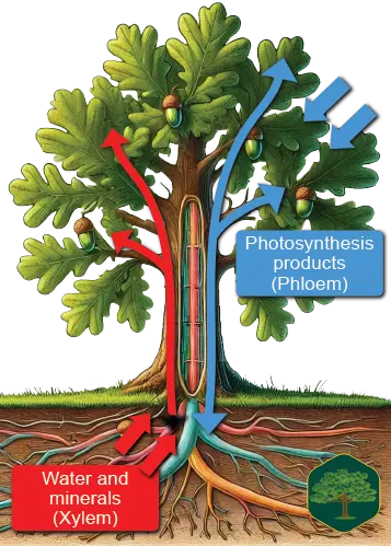 Beneficial Tree Bark From the Ground Up | Johnson's Nursery | KB