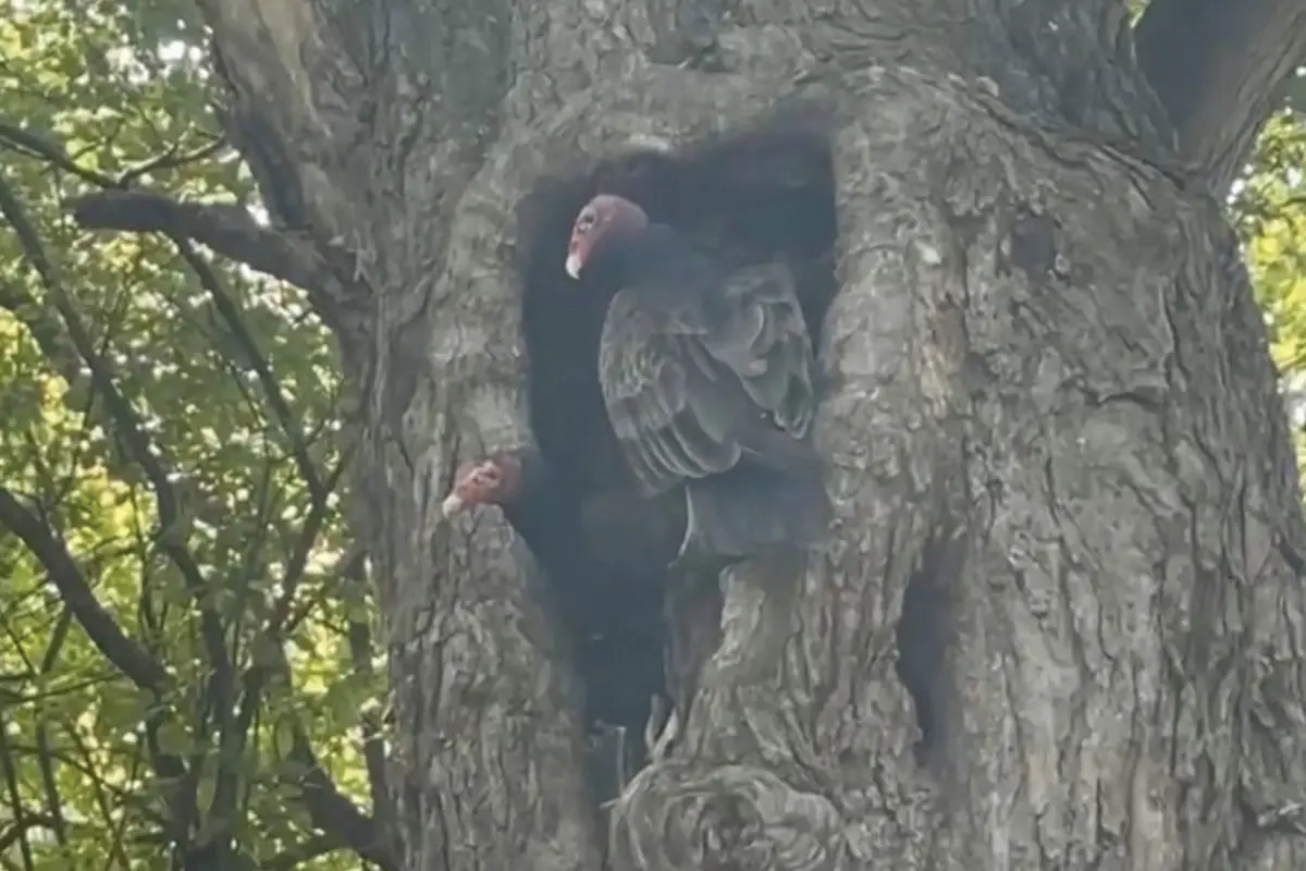 Beneficial Tree Bark From the Ground Up | Johnson's Nursery | KB