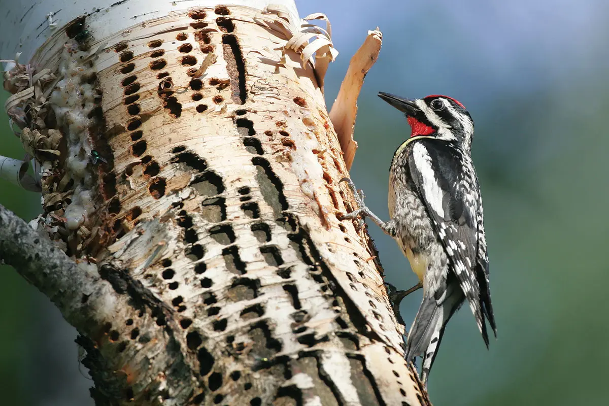 Beneficial Tree Bark From the Ground Up | Johnson's Nursery | KB