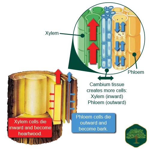 Beneficial Tree Bark From the Ground Up | Johnson's Nursery | KB