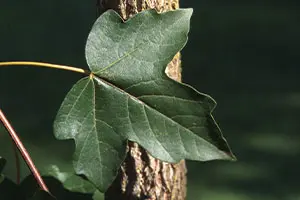 State Street™ Miyabe Maple | Johnson's Nursery | KB