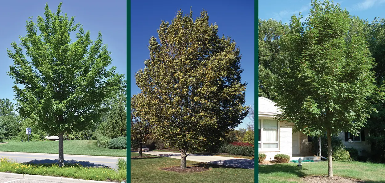 State Street™ Miyabe Maple | Johnson's Nursery | KB