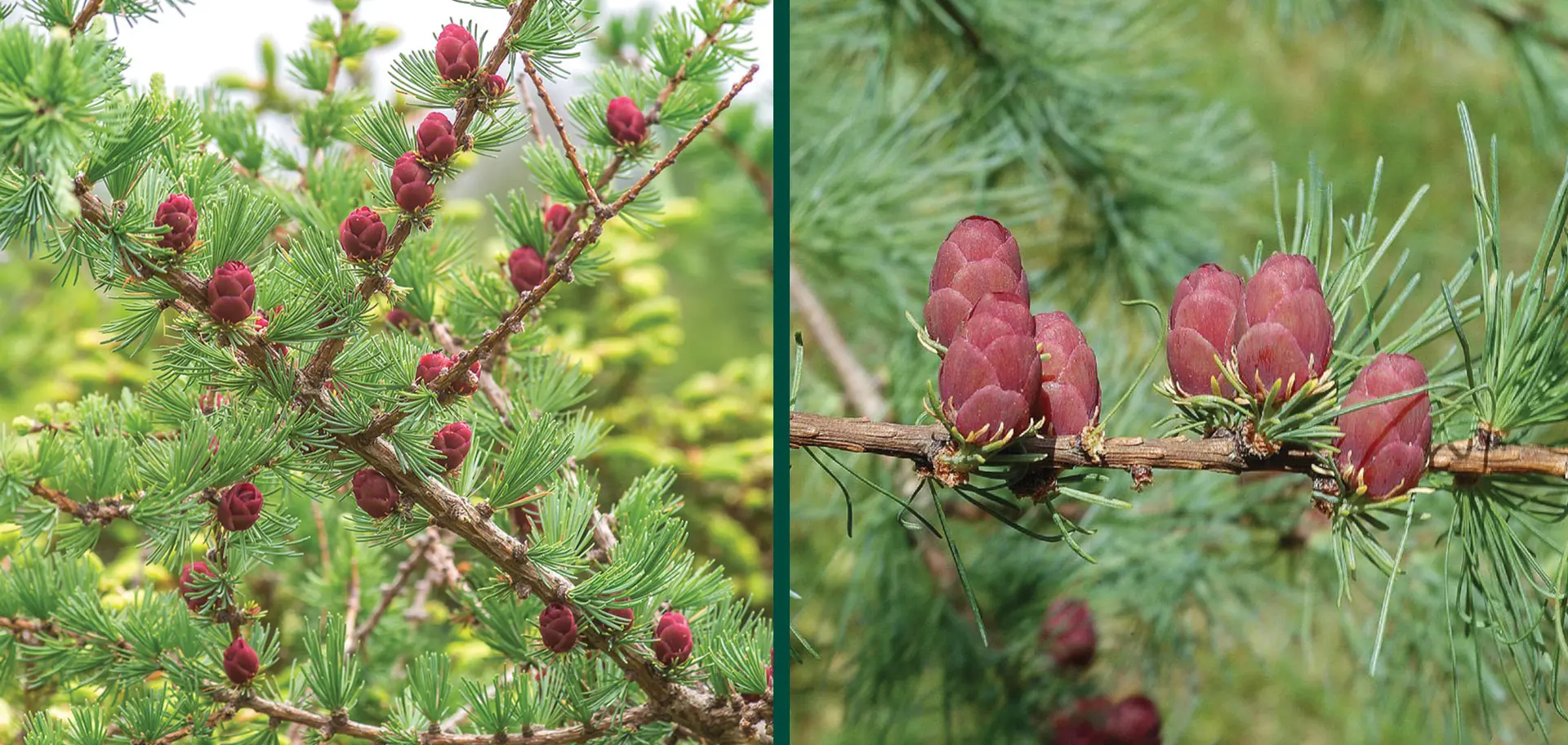 Tamarack | Johnson's Nursery | KB