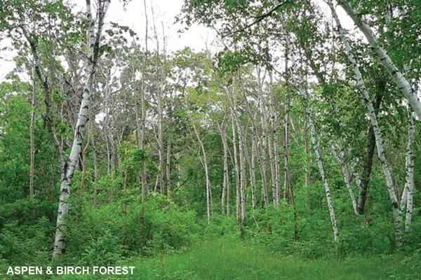 Wisconsin’s Woods: Our Guide to Your Forests | Johnson's Nursery | KB