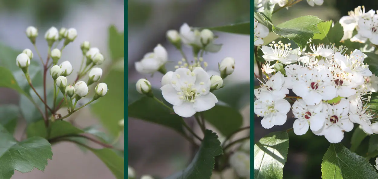Winter King Hawthorn | Johnson's Nursery | KB