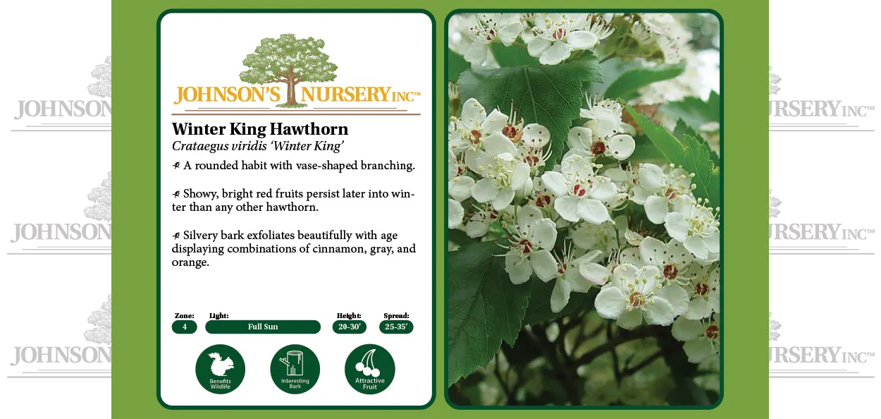 Winter King Hawthorn | Johnson's Nursery | KB