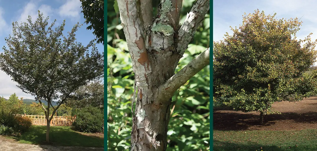 Winter King Hawthorn | Johnson's Nursery | KB