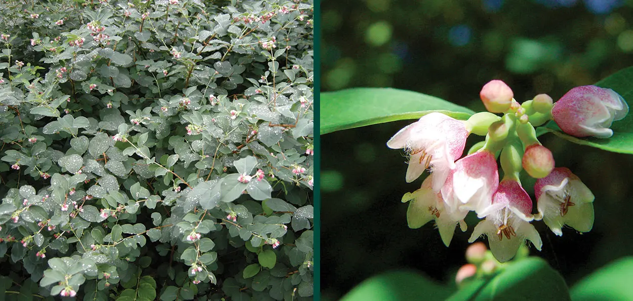 Common Snowberry | Johnson's Nursery | KB