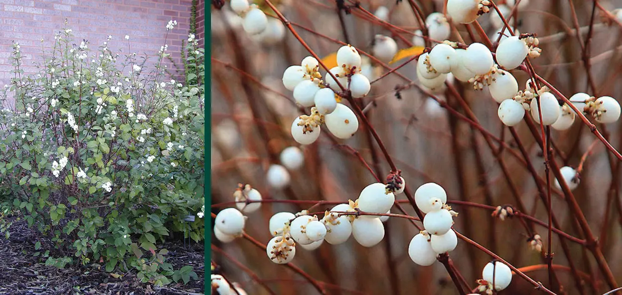 snowberry branches