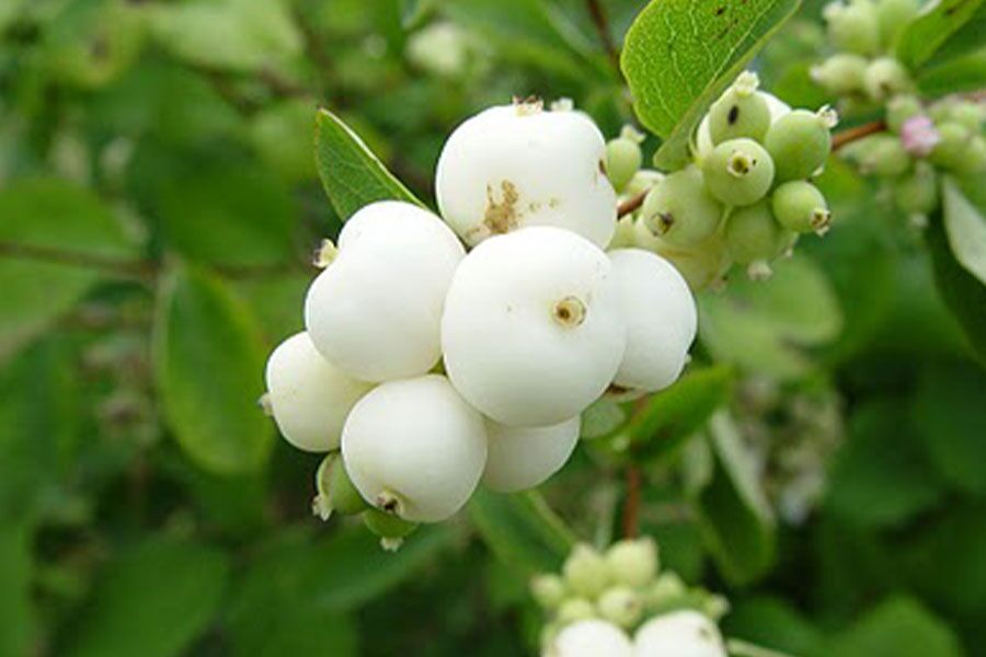 Wisconsin Native Shrubs | Johnson's Nursery | Knowledgebase