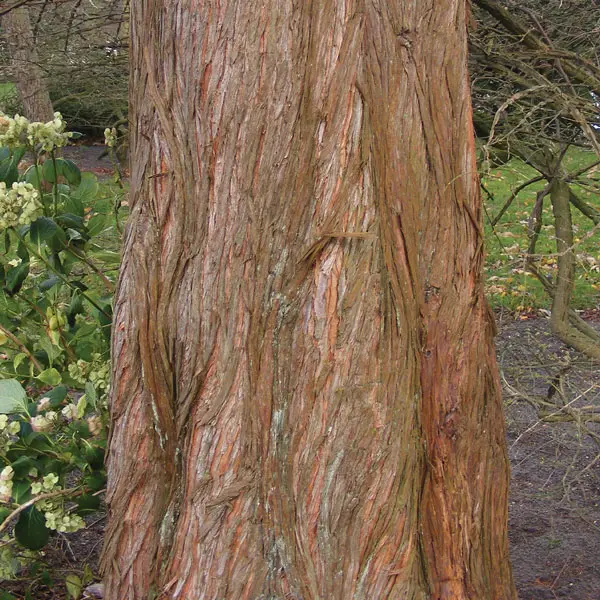 Exfoliating Bark | Johnson's Nursery | KB