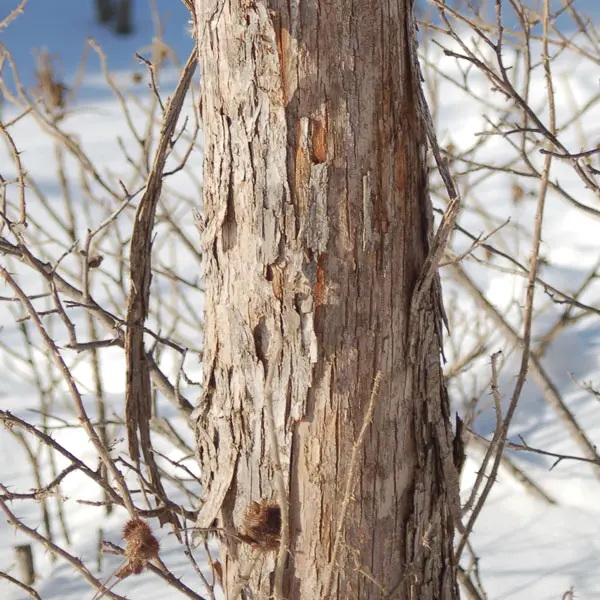 Exfoliating Bark | Johnson's Nursery | KB