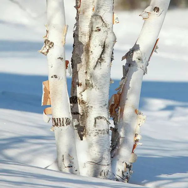 Exfoliating Bark | Johnson's Nursery | KB