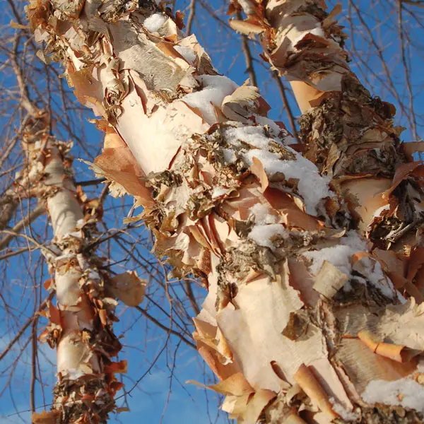 Exfoliating Bark | Johnson's Nursery | KB