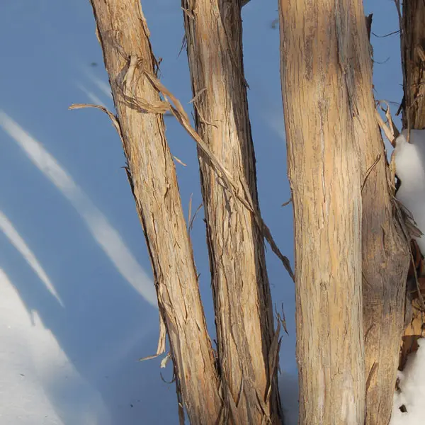 Exfoliating Bark | Johnson's Nursery | KB