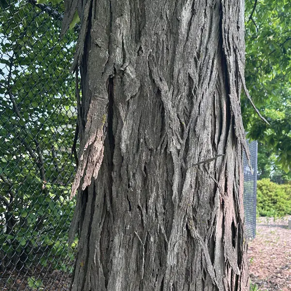 Exfoliating Bark | Johnson's Nursery | KB