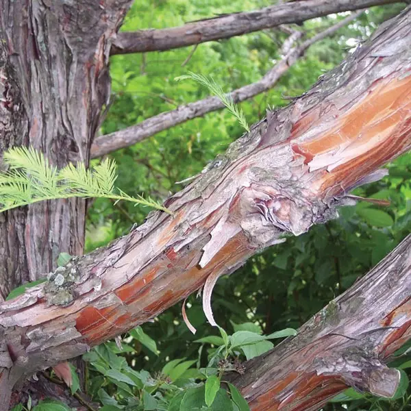 Exfoliating Bark | Johnson's Nursery | KB