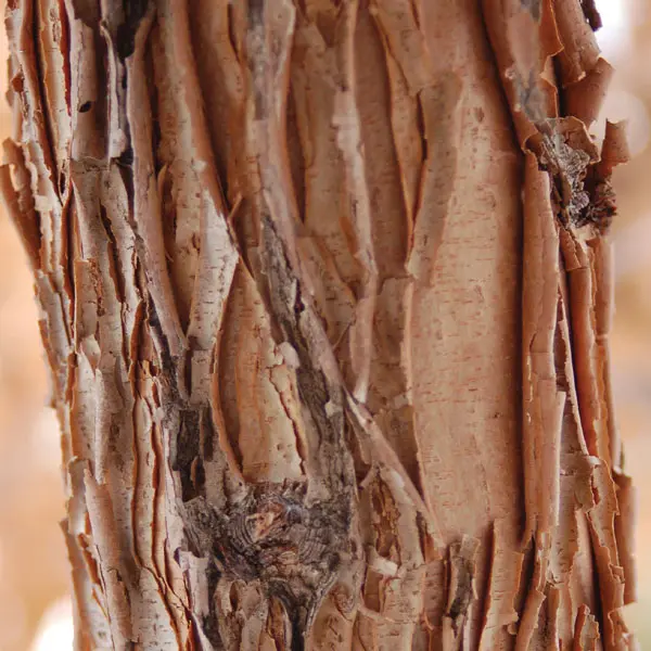 Exfoliating Bark | Johnson's Nursery | KB