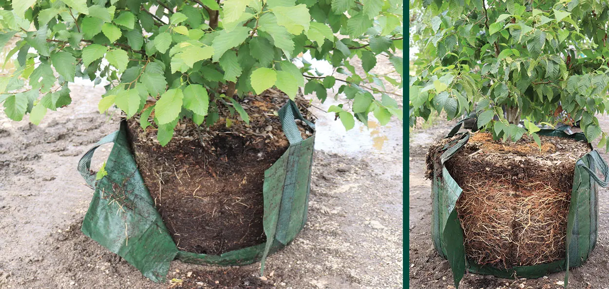 Grow Bags | Johnson's Nursery | KB