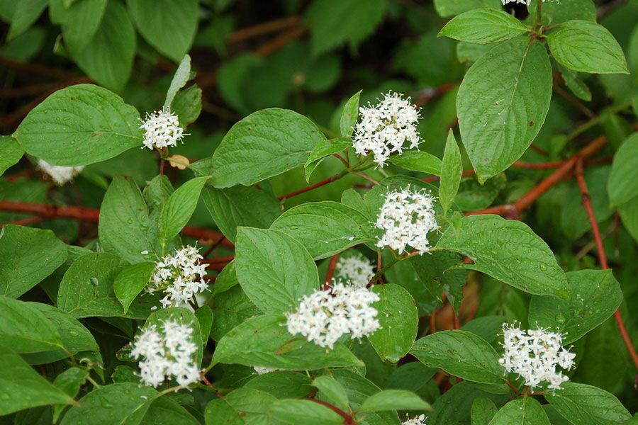 Wisconsin Native Shrubs | Johnson's Nursery | Knowledgebase