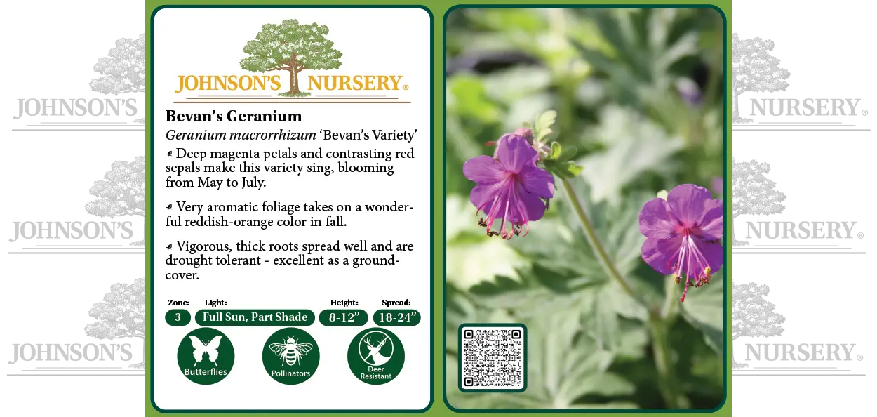 Bevan's Geranium | Johnson's Nursery | Knowledgebase