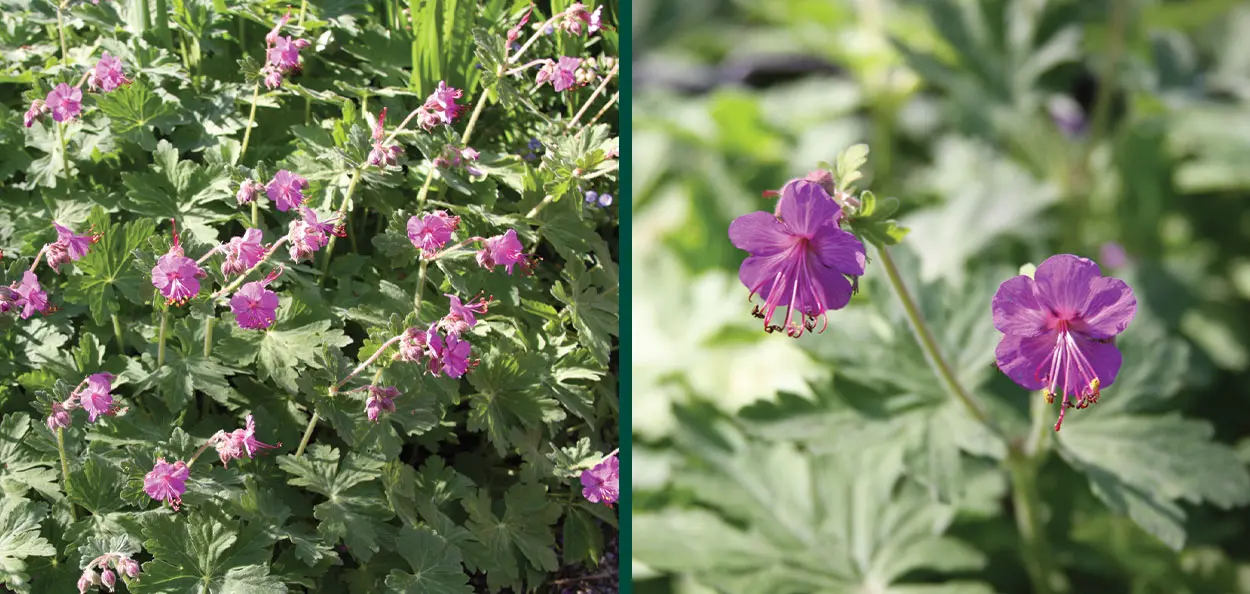 Bevan's Geranium | Johnson's Nursery | Knowledgebase