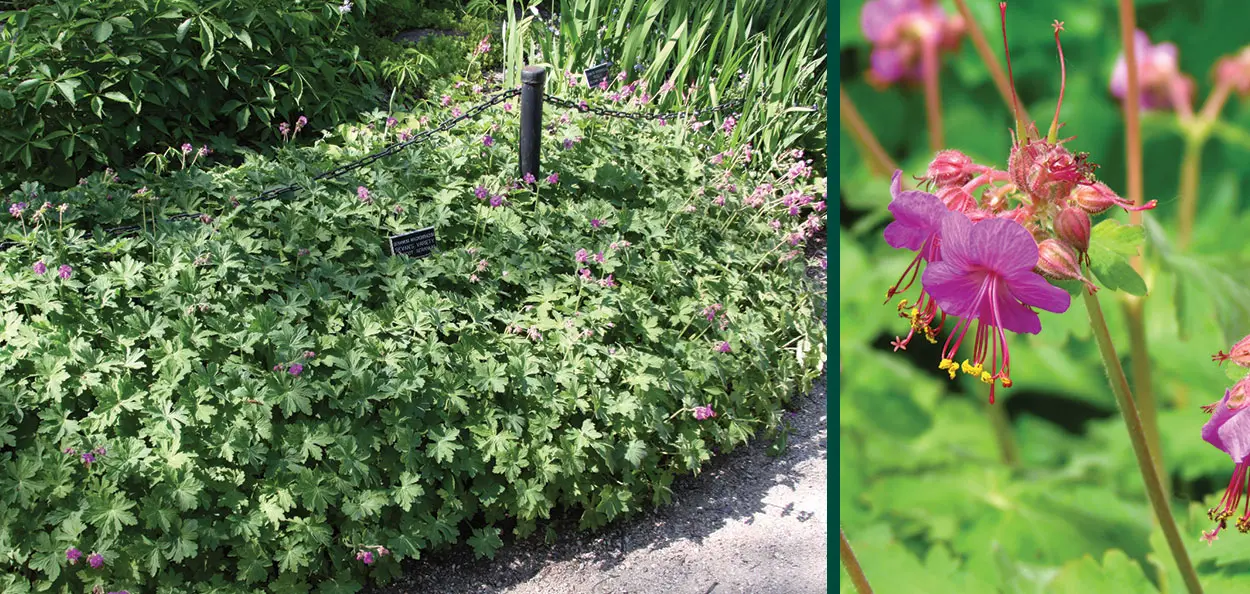 Bevan's Geranium | Johnson's Nursery | Knowledgebase