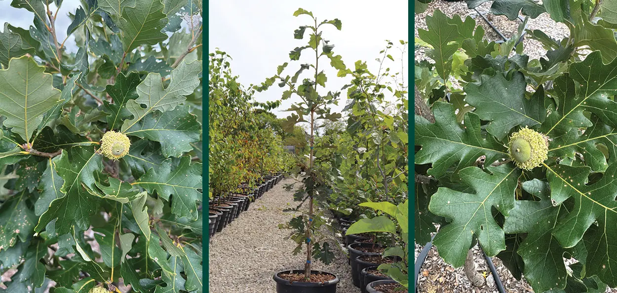 Epic™ Hybrid Swamp x Bur Oak | Johnson's Nursery | KB