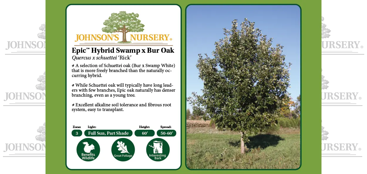 Epic™ Hybrid Swamp x Bur Oak | Johnson's Nursery | KB