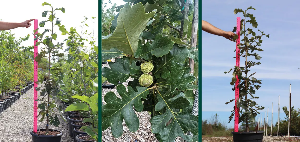 Epic™ Hybrid Swamp x Bur Oak | Johnson's Nursery | KB