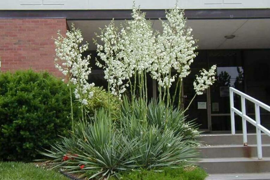 Adam's Needle Yucca | Johnson's Nursery | KB