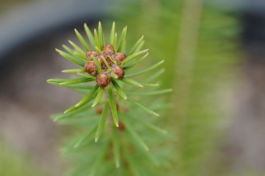 Wisconsin Native Conifers | Johnson's Nursery | Knowledgebase