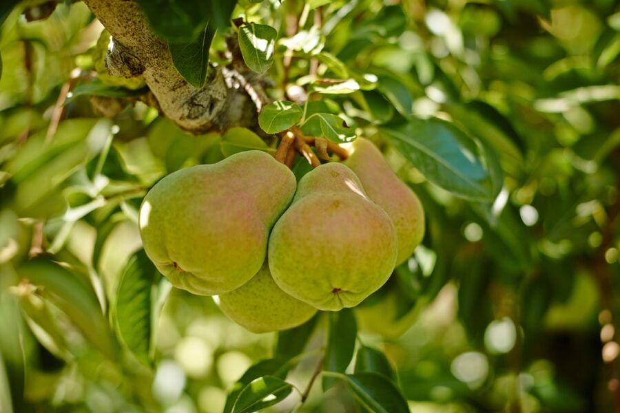 Bartlett Pear | Johnson's Nursery | KB
