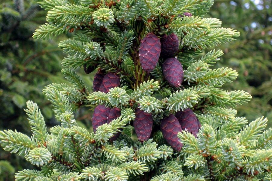 Black Spruce | Johnson's Nursery | KB