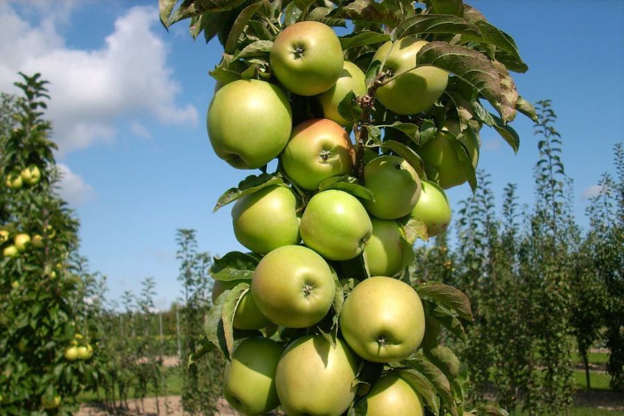Wisconsin Hardy Apple Trees | Johnson's Nursery | Knowledgebase