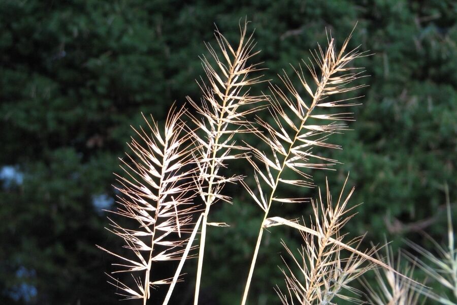 Wisconsin Native Grasses | Johnson's Nursery | Knowledgebase