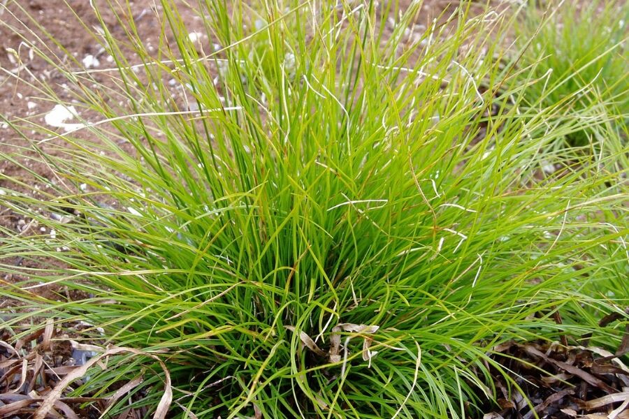 Wisconsin Native Grasses | Johnson's Nursery | Knowledgebase