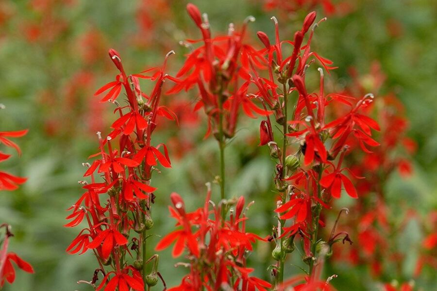 Cardinal Flower | Johnson's Nursery | KB