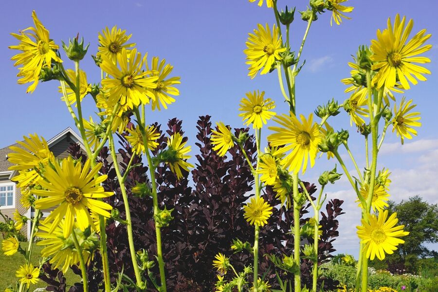 Wisconsin Native Perennials | Johnson's Nursery | Knowledgebase