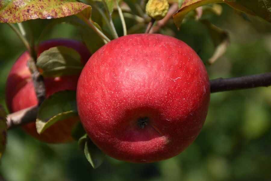 Connell Red Apple | Johnson's Nursery | KB
