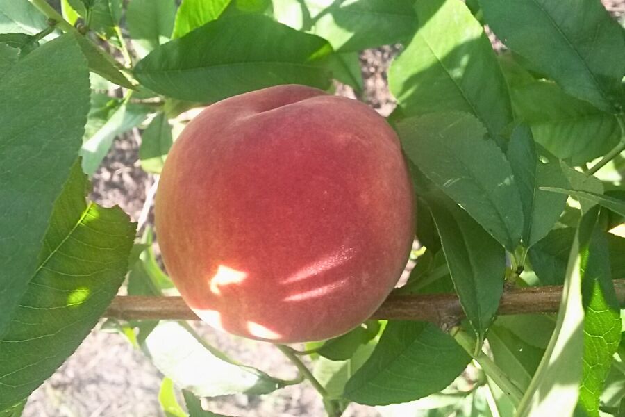 Contender Peach | Johnson's Nursery | KB