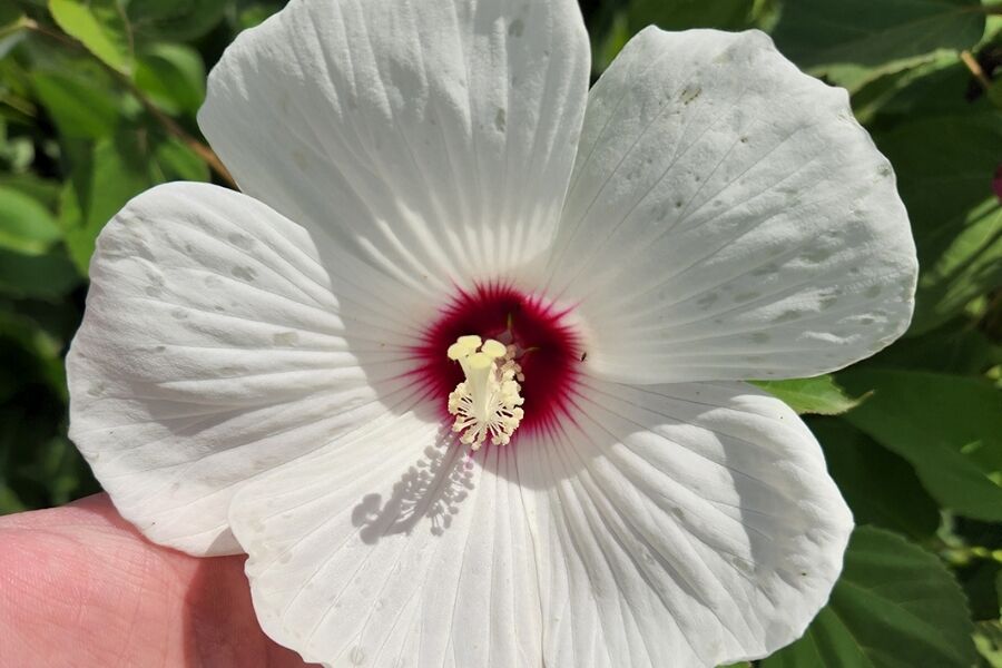 Rose Mallow (Crimson-eyed Rose Mallow) | Johnson's Nursery | KB
