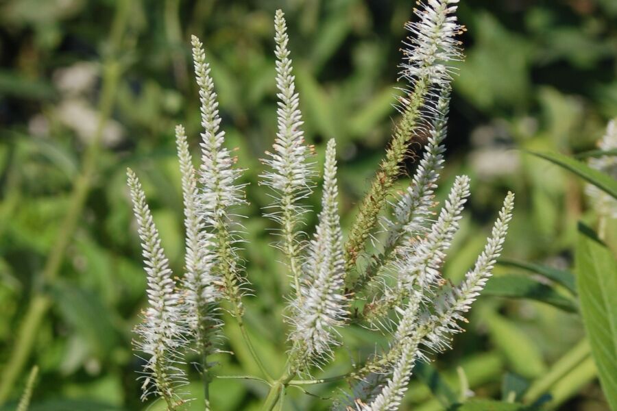 Culver's Root | Johnson's Nursery | KB